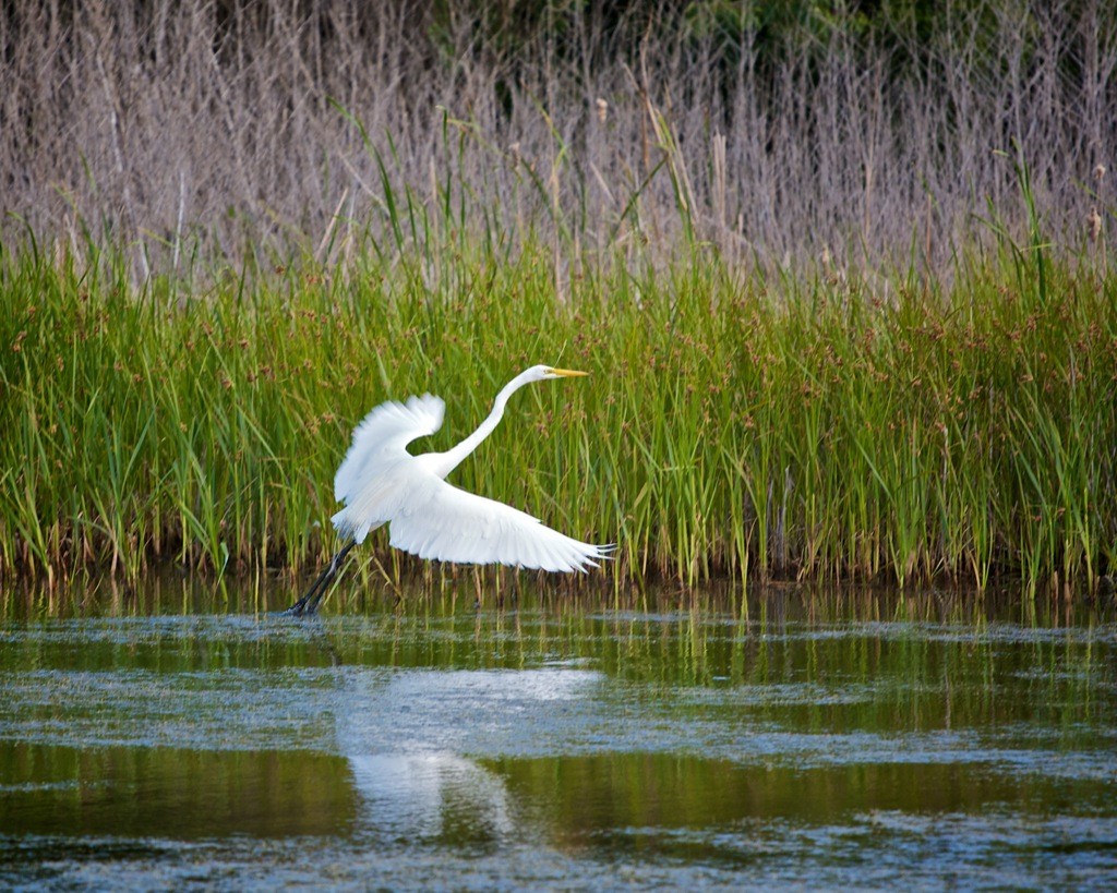 Egret Takes Flight – Radiant Photography